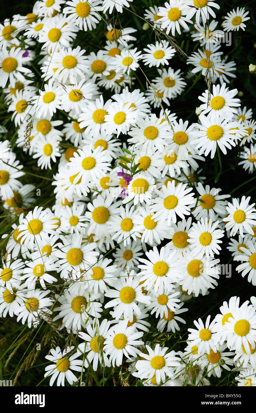 Marguerite Daisy crop Stock Photo - Alamy