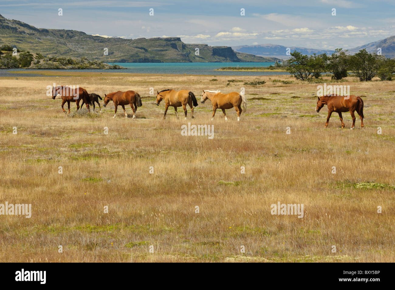 Grazing horses near Lago del Toro, Parque Nacional Torres del Paine ...