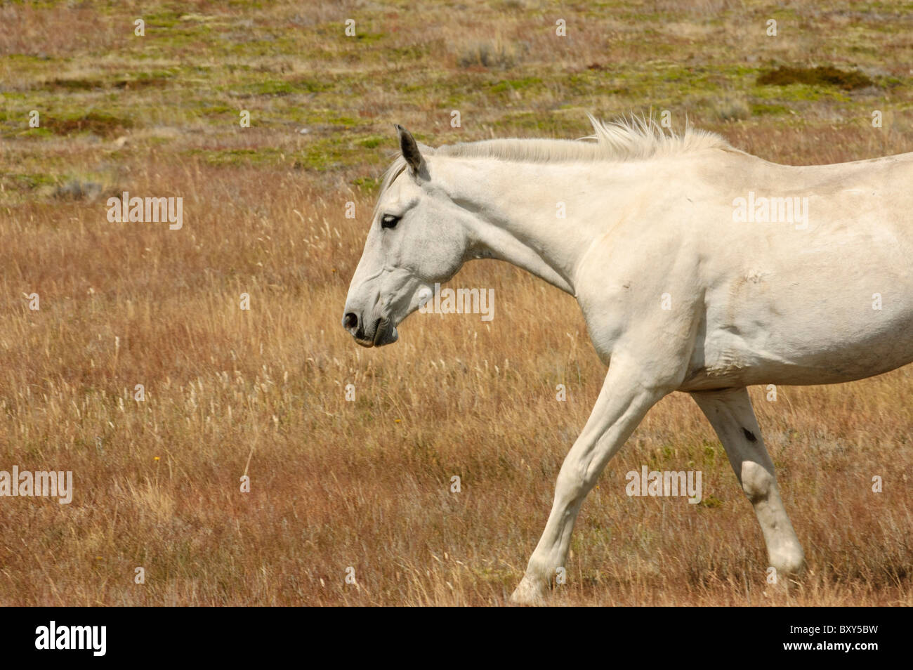 White horse near Lago del Toro, Parque Nacional Torres del Paine Chile ...