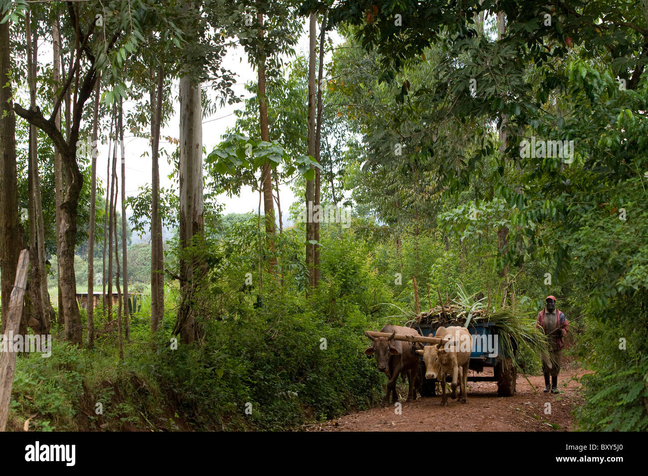 A farmer walks with an ox-drawn cart - Webuye District, Kenya Stock ...
