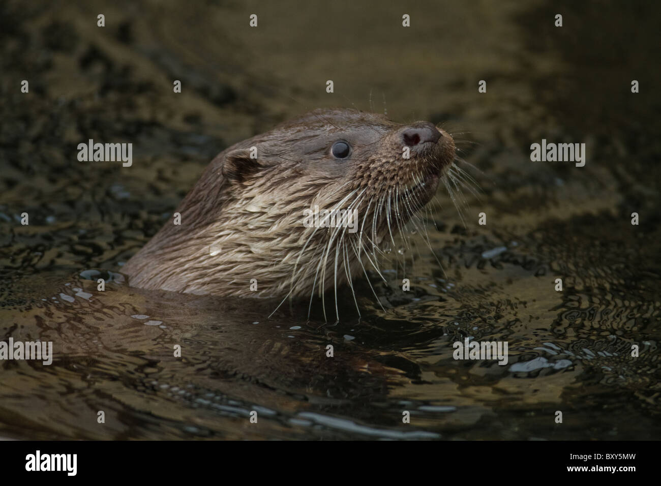 Otter Head And Shoulders High Resolution Stock Photography and Images ...