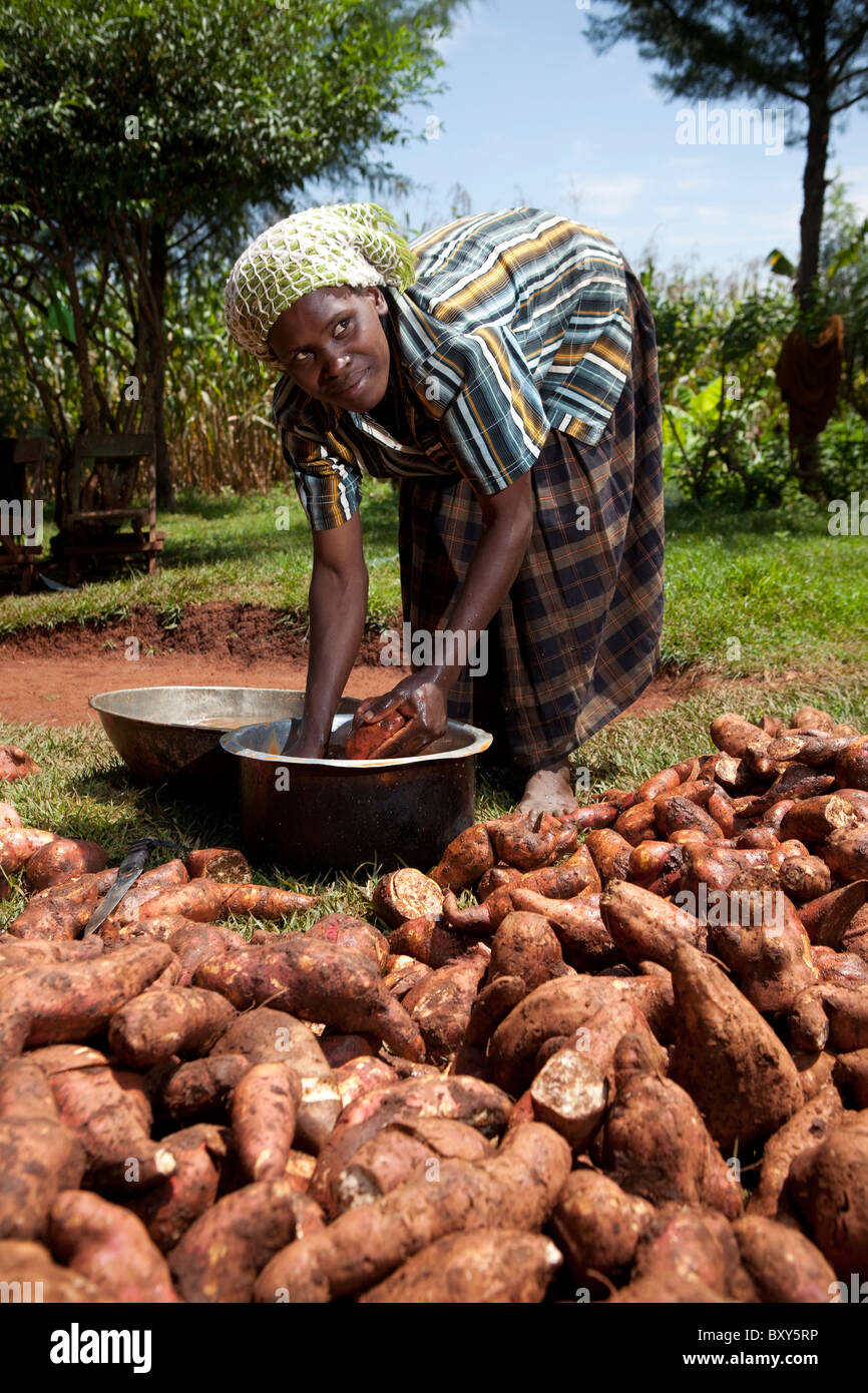 Martha Misiko (32) with her sweet potato crop - Webuye District ...