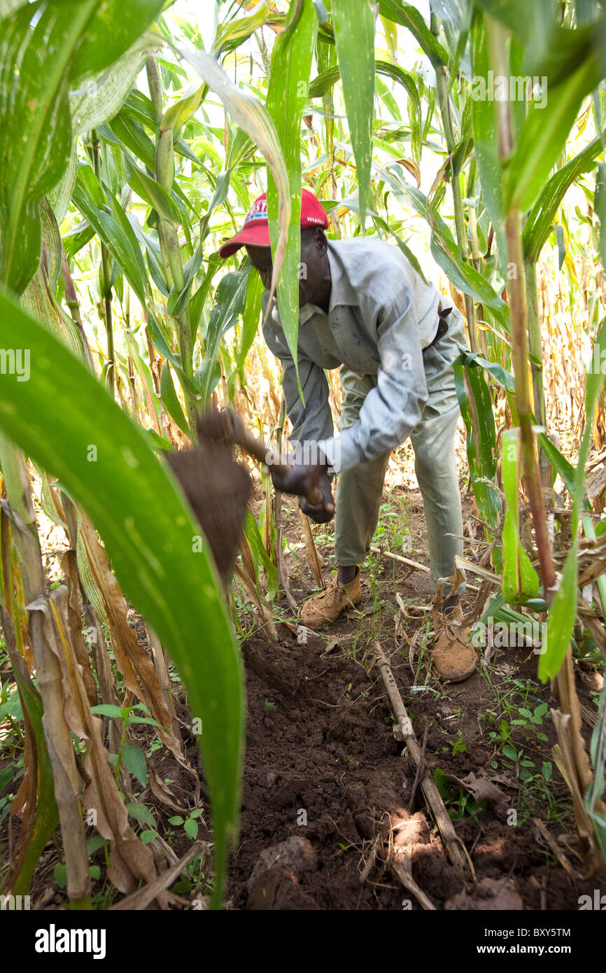 African farmers in maize field hi-res stock photography and images - Alamy