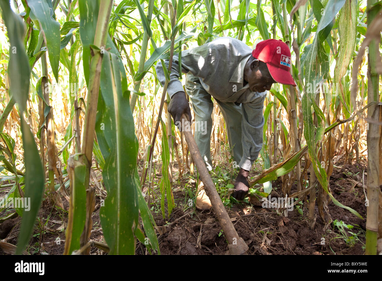 Mr. Bethany Jerah (52) farms in his corn field - Webuye District ...