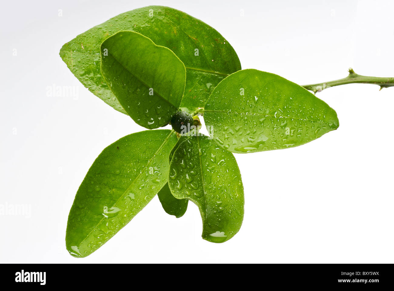 Green Citrus Orange Tree Leaves Stock Photo - Alamy