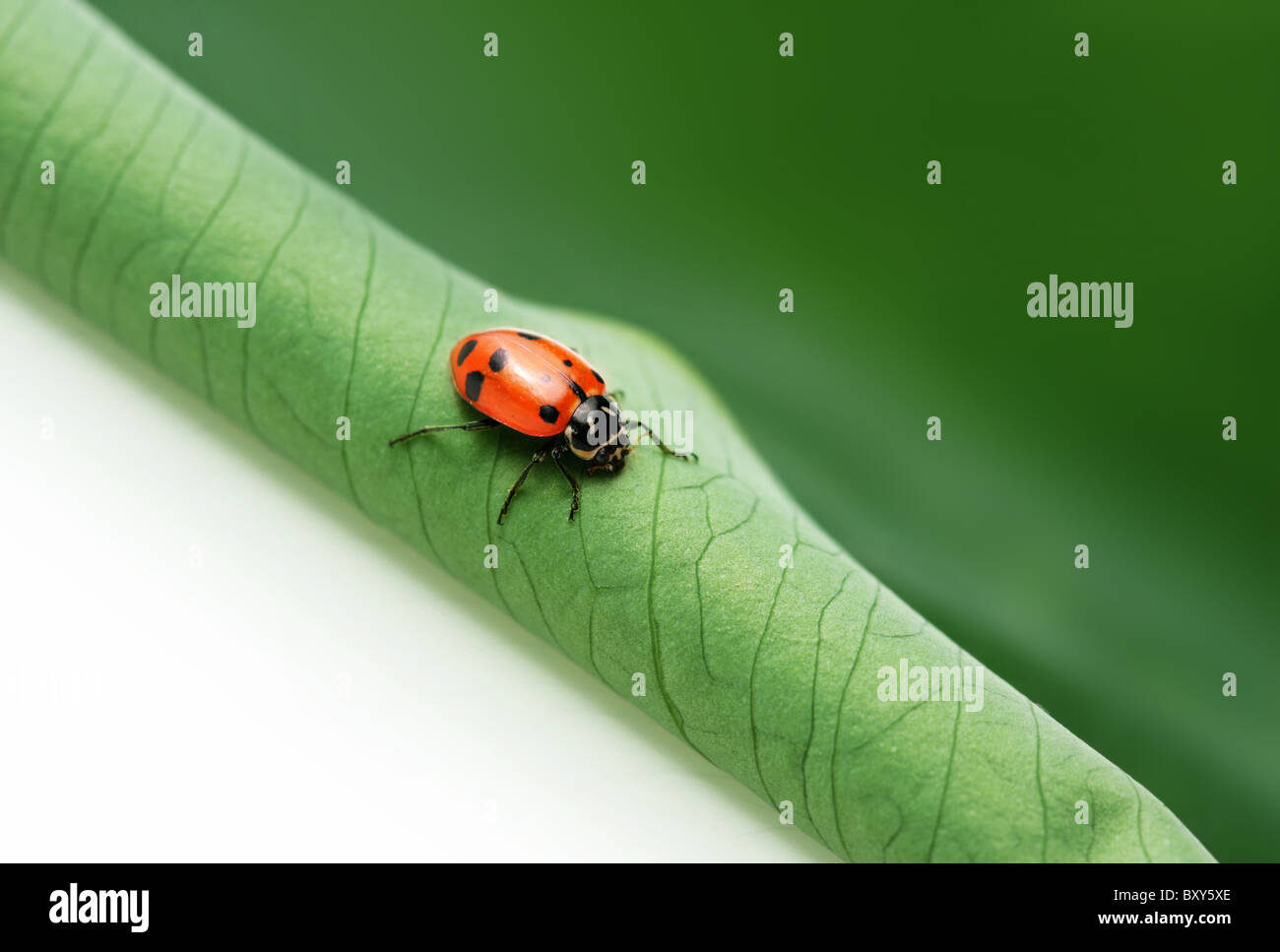 Ladybug on leaf Stock Photo - Alamy