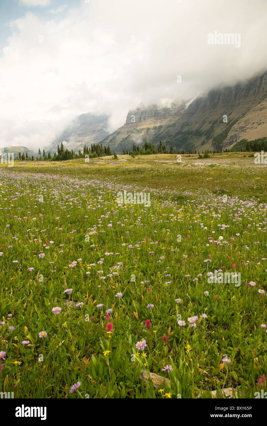 USA, Montana, Glacier National Park, Logan Pass, wild flowers bloom in ...