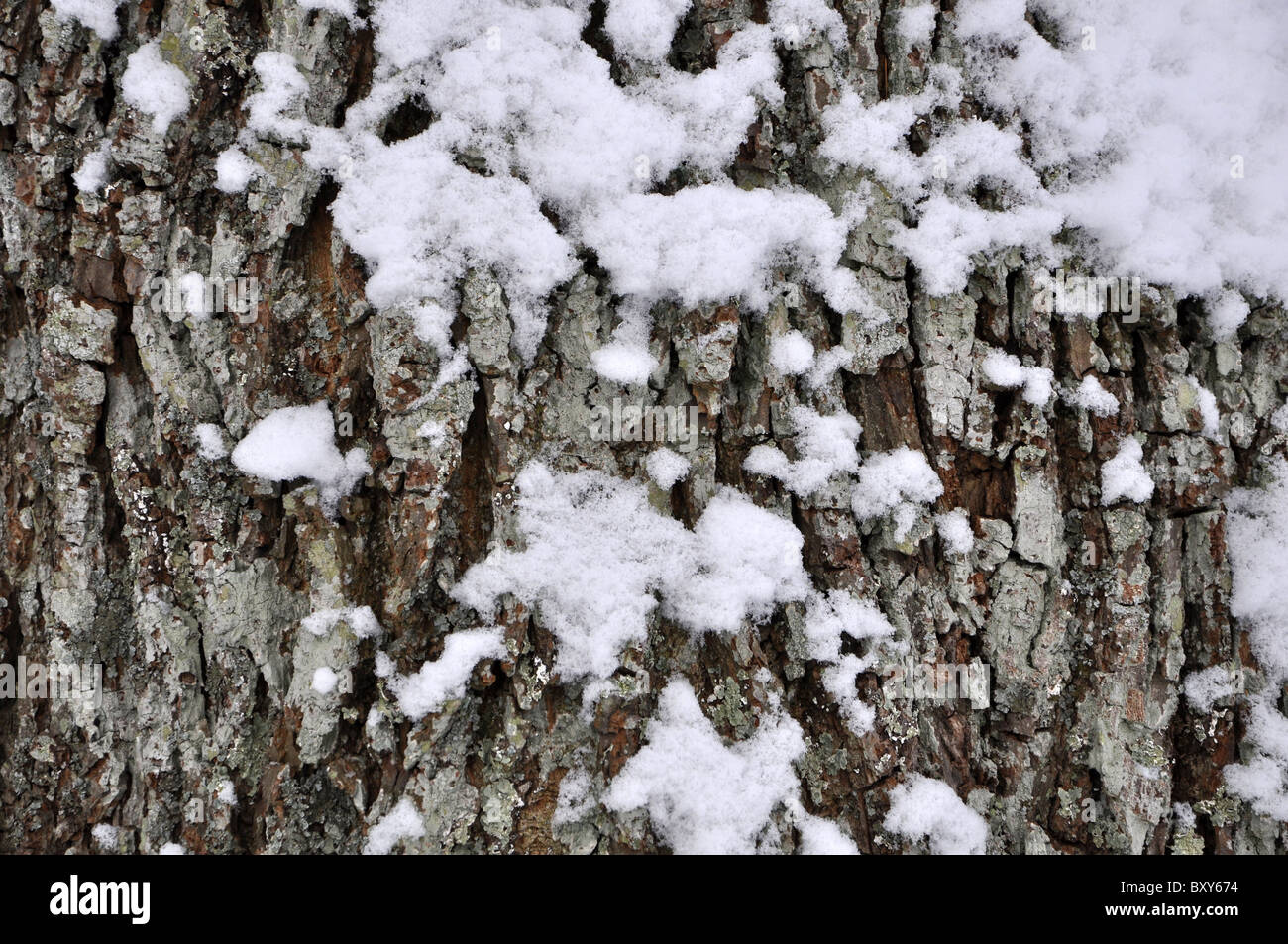 Protecting trees in winter hi-res stock photography and images - Alamy