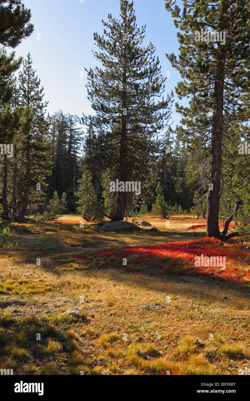 Bright red moss in mountains of national park Yosemite. Clear solar ...