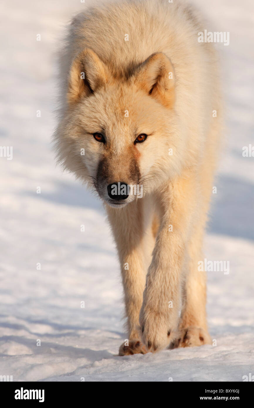 Arctic Wolf whelp at sunset; Canis lupus arctos Stock Photo - Alamy