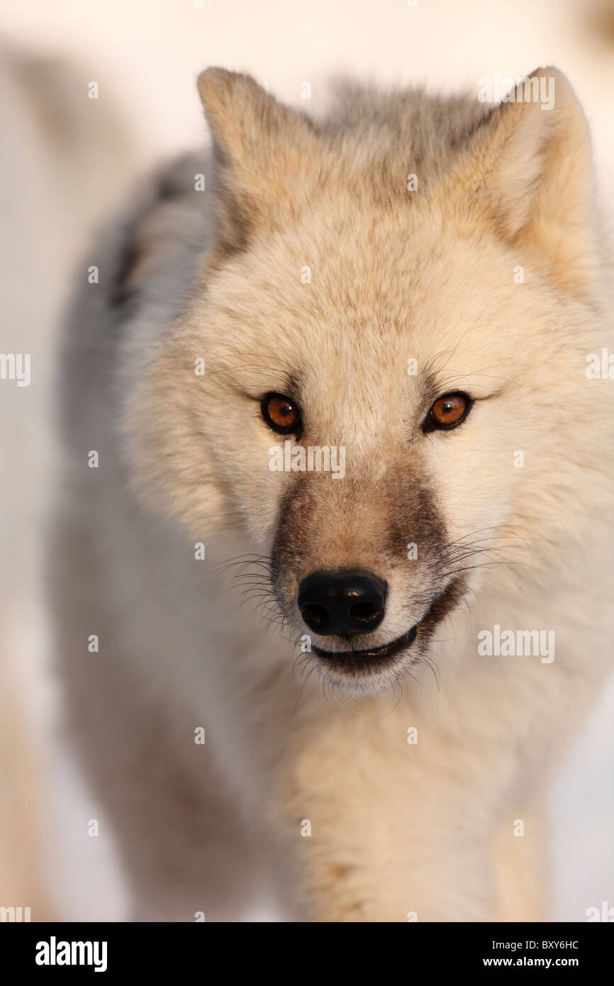 Greenland wolf hi-res stock photography and images - Alamy