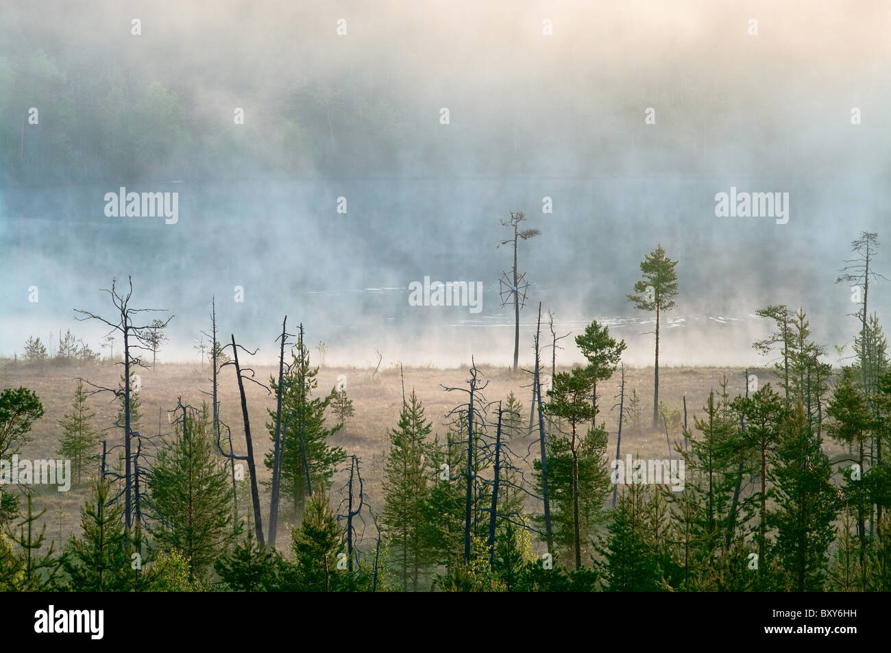Morning in taiga forest, Russia. Fog on the surface of water. Tranquil ...