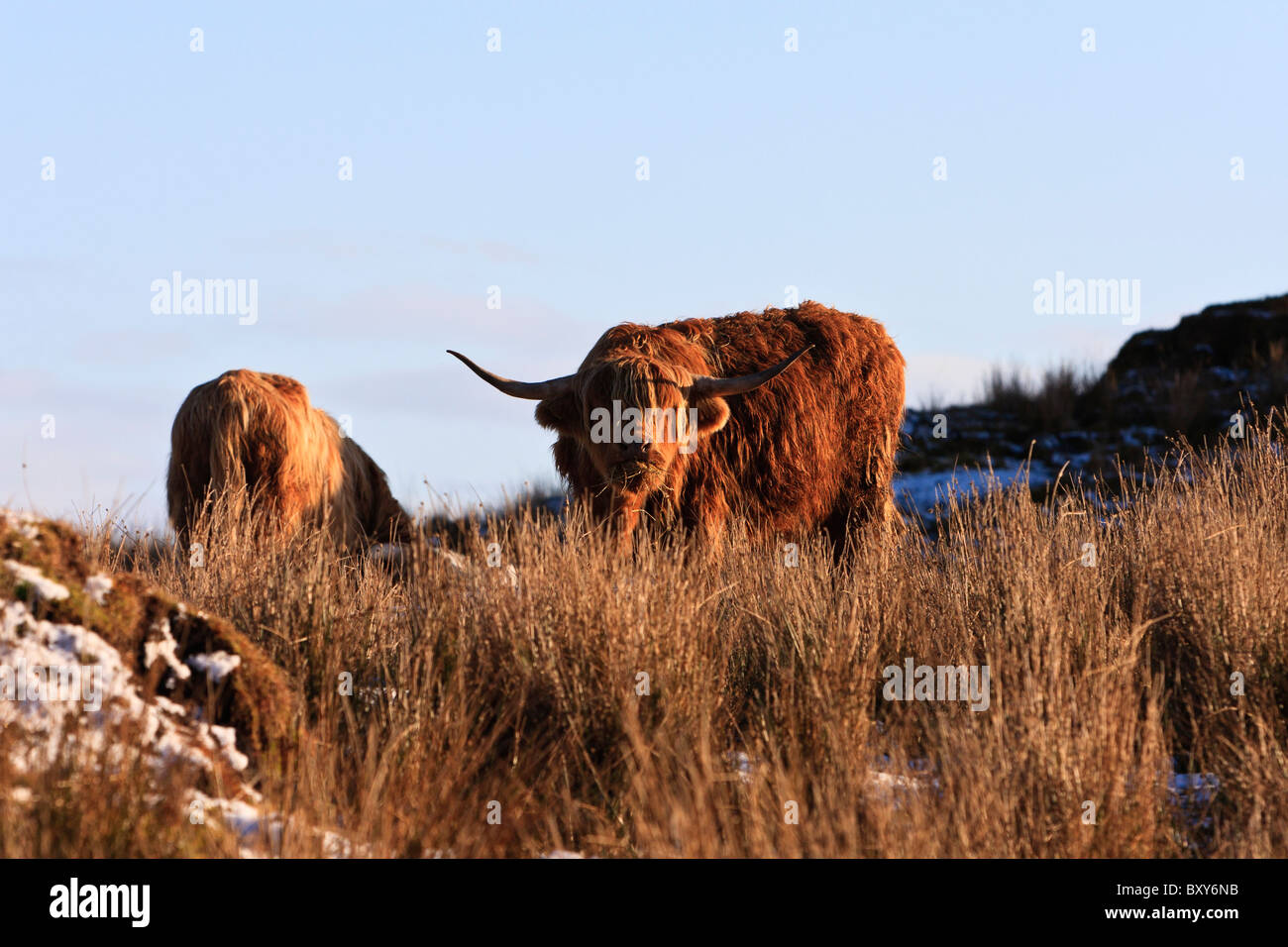 Highland cattle on the Isle of Harris, Scotland Stock Photo - Alamy