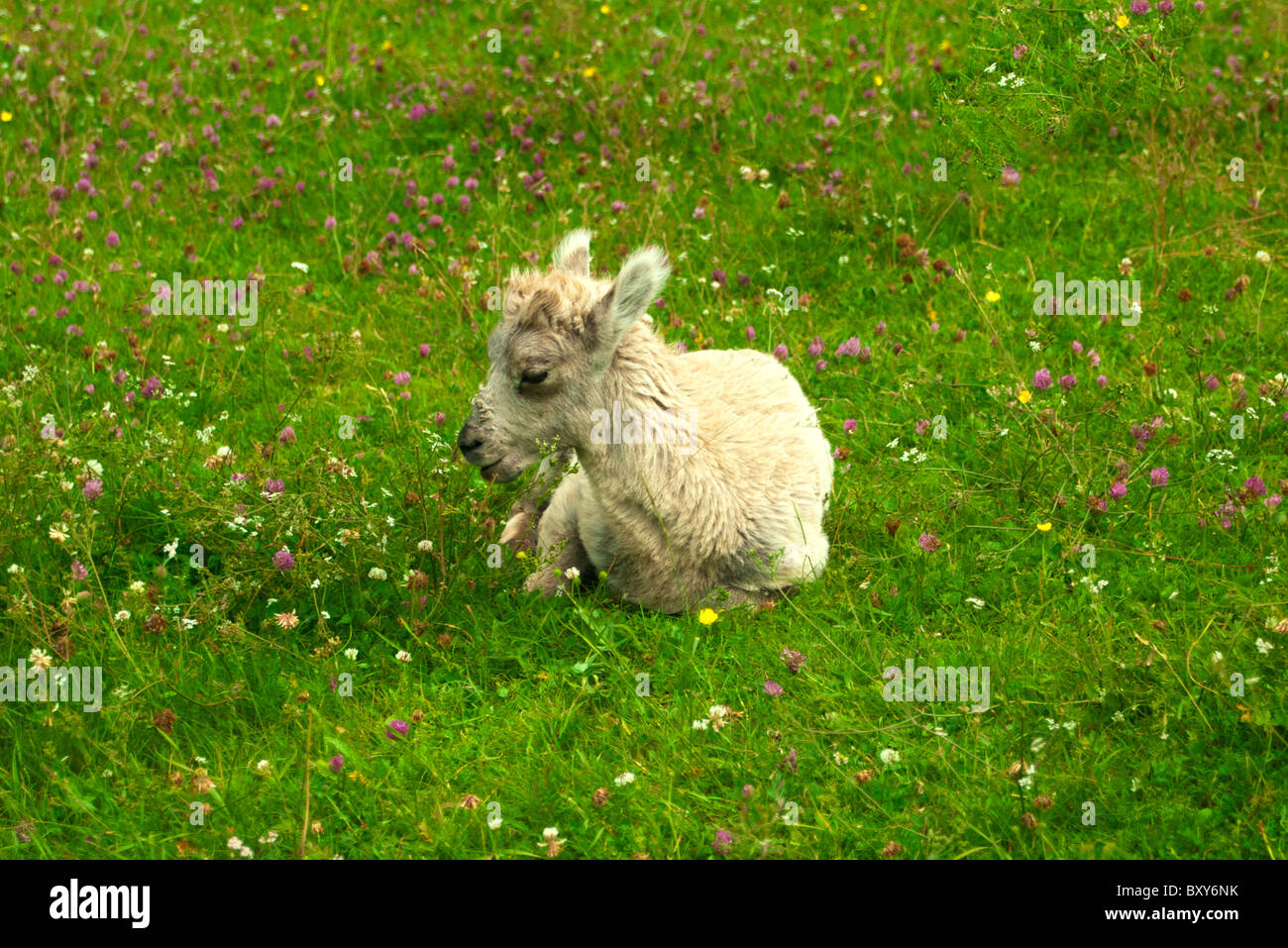 Canada; Jasper National Park;Miette Hot Springs baby mountain sheep ...