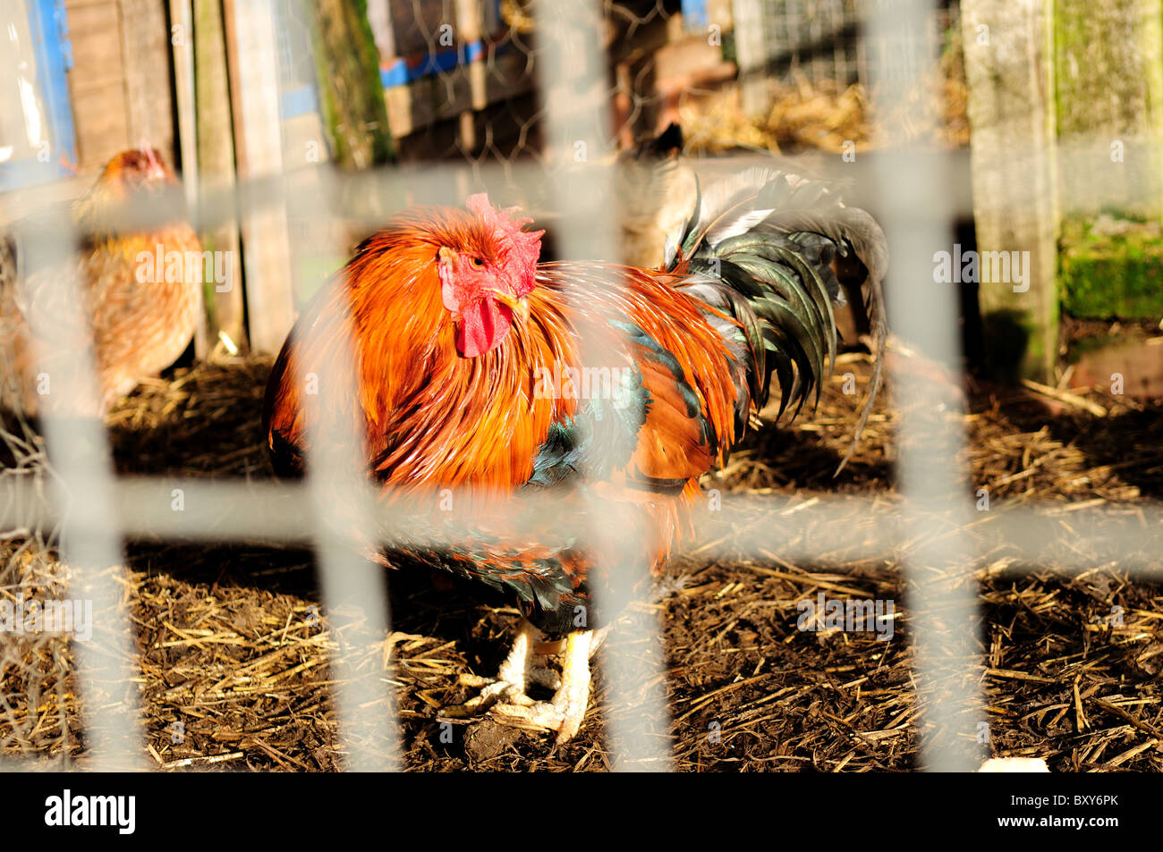 Caged rooster hi-res stock photography and images - Alamy