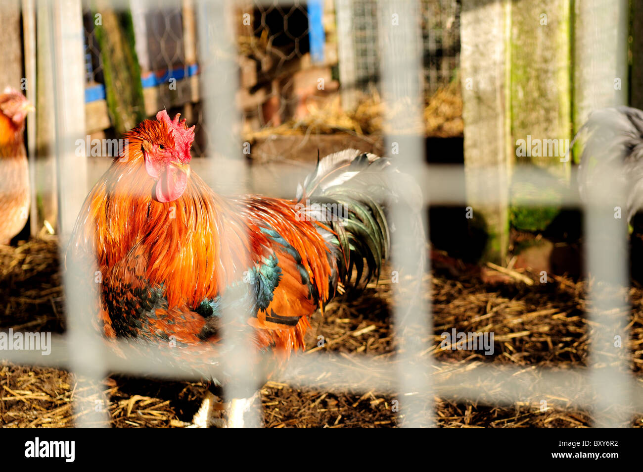 Cockerel or Rooster Stock Photo - Alamy