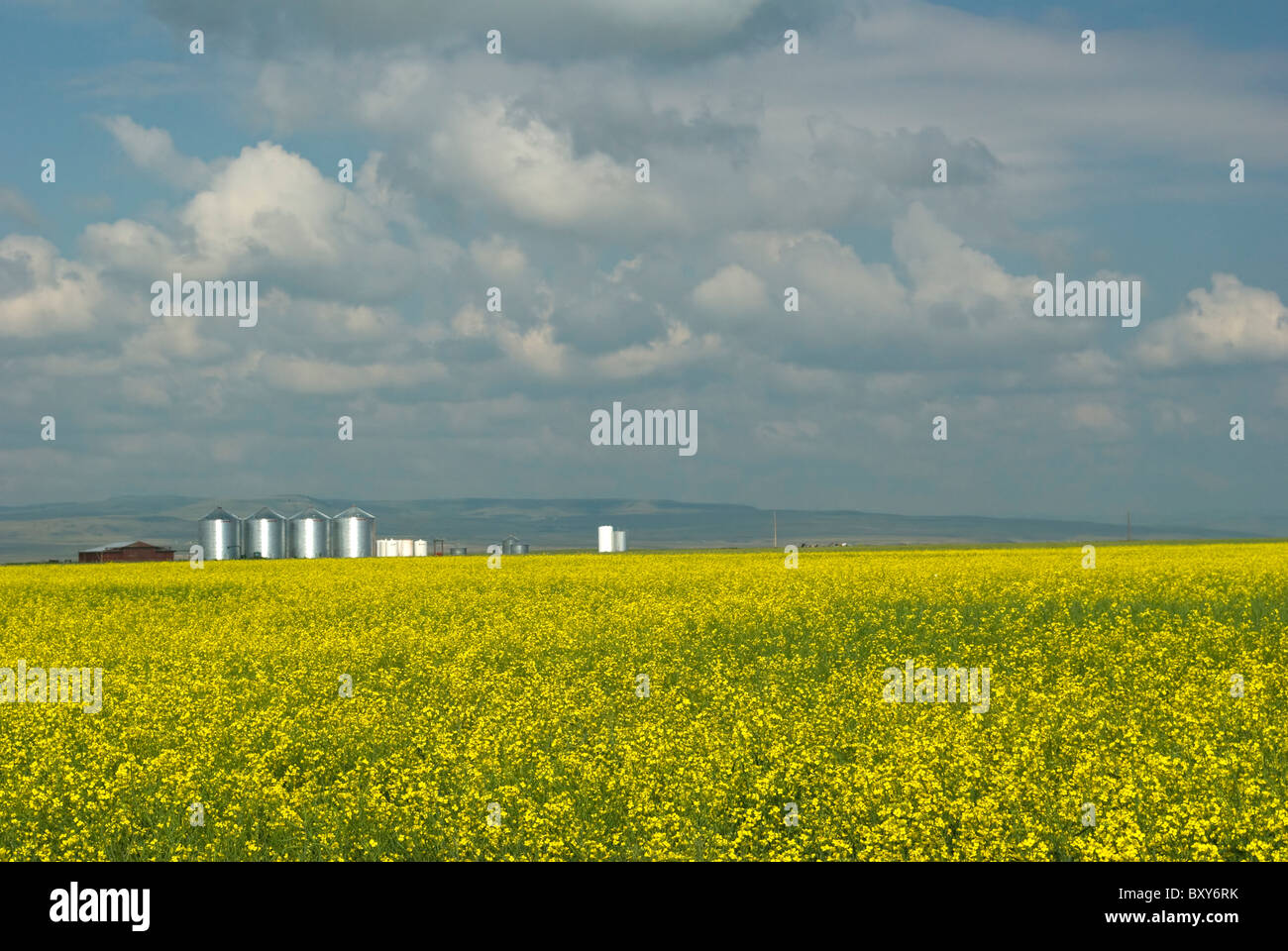 Canada, Alberta, Clareshome area, yellow plant, silo, rape, rapeseed Stock Photo - Alamy