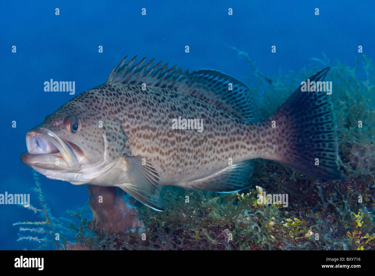 Scamp grouper hi-res stock photography and images - Alamy