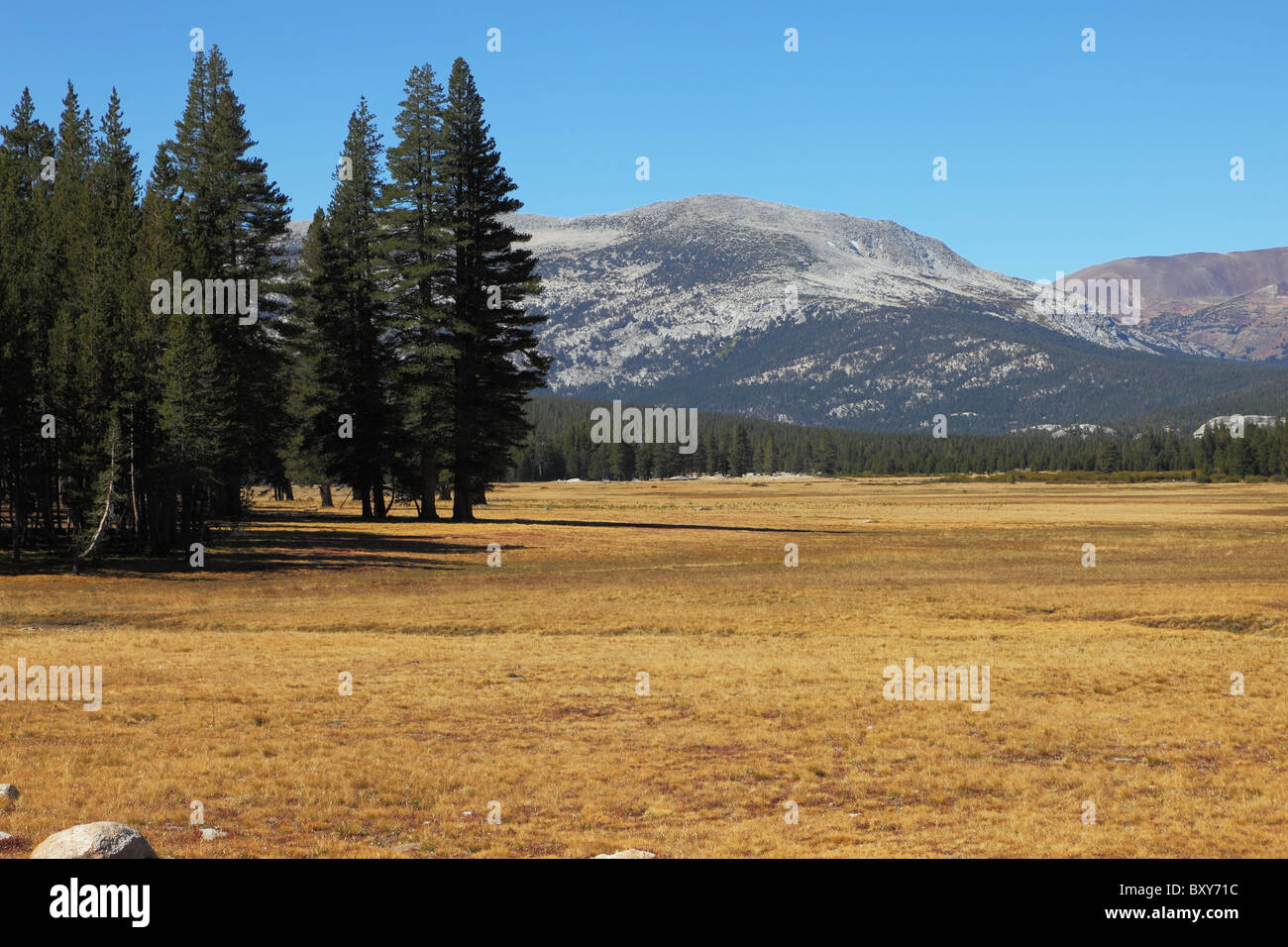 Fields and mountains in Yosemite national park Stock Photo - Alamy