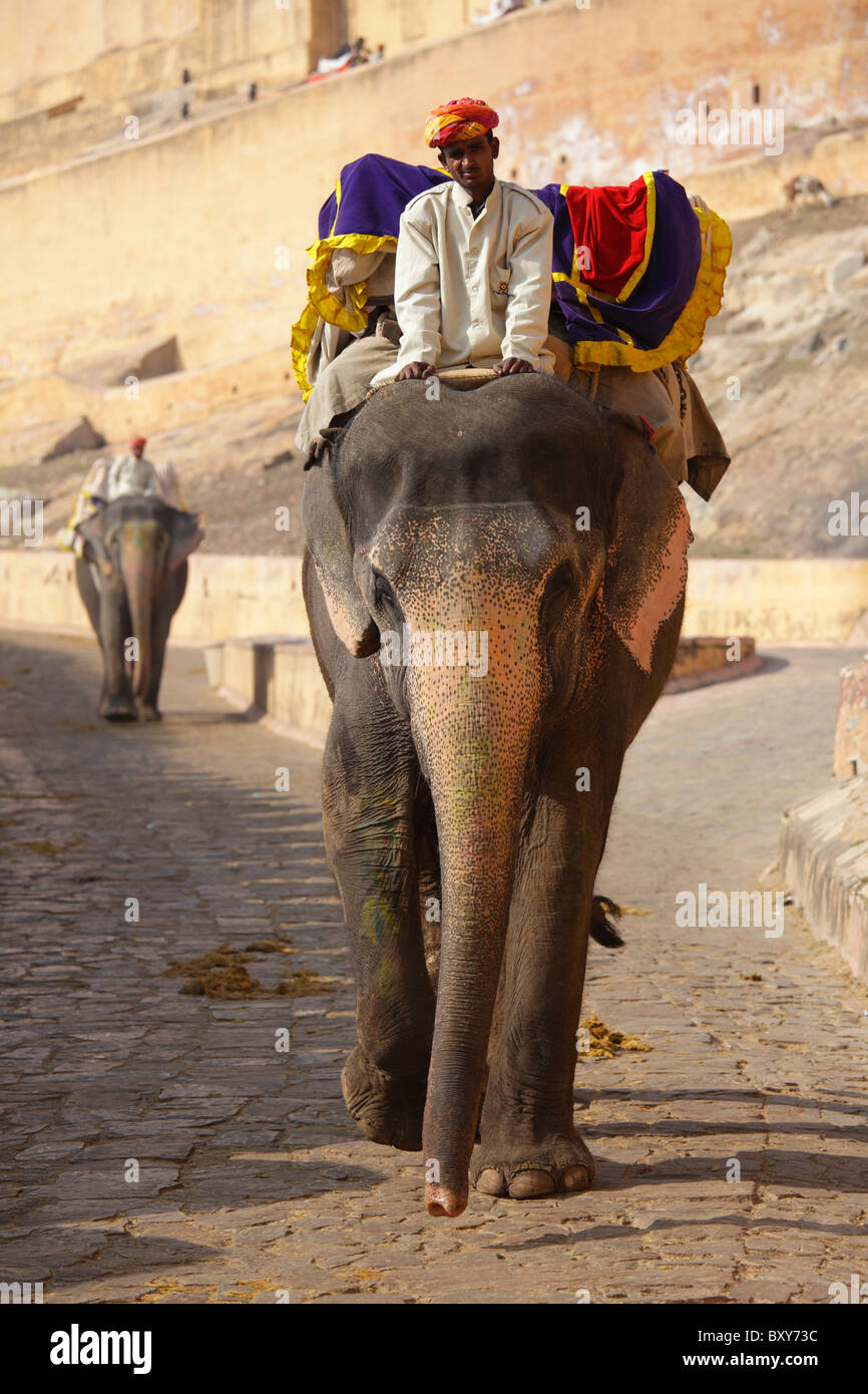 Jaipur amber fort elephant hi-res stock photography and images - Alamy