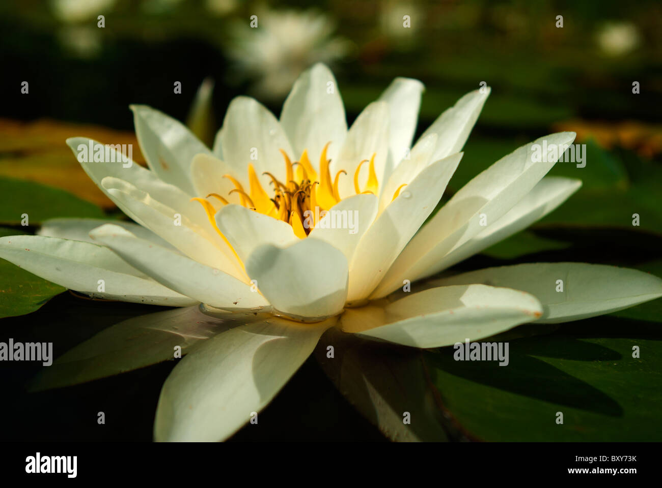 Canada, BC, Clearwater, Dutch Lake, lily flower Stock Photo - Alamy