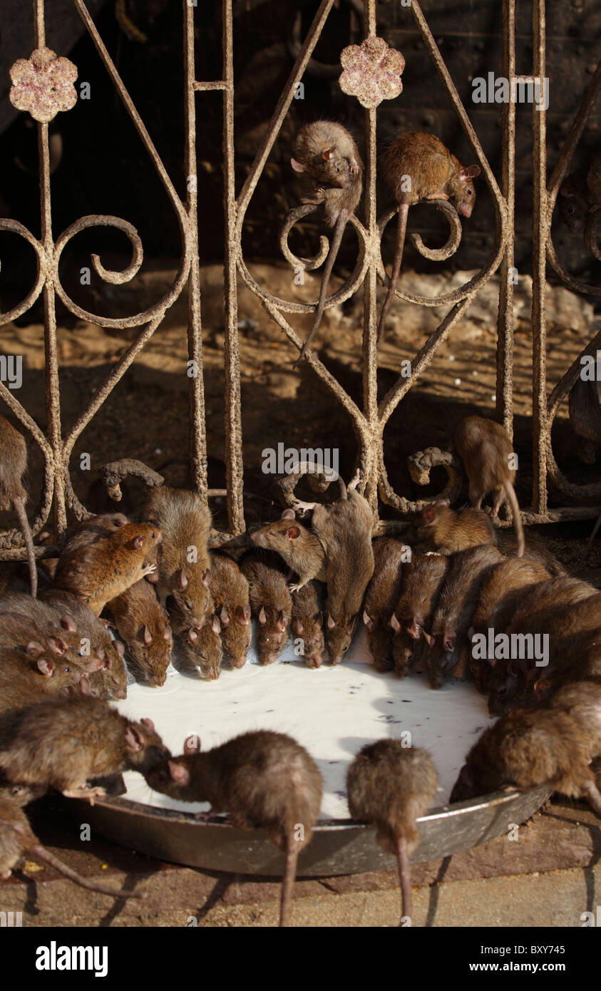 Rats drink milk inside the Karni Mata temple in Deshnoke, Bikaner ...