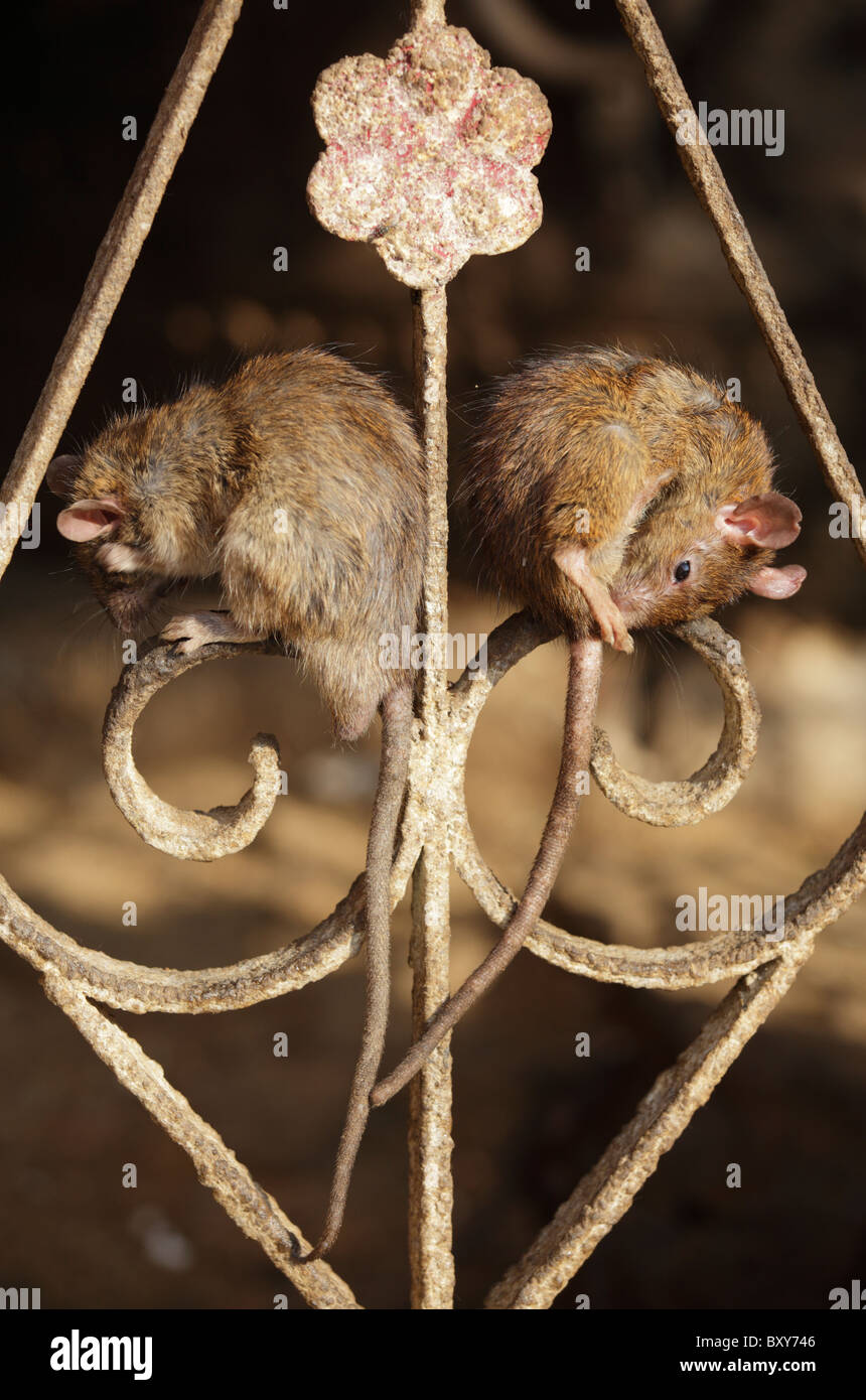 Rats at Karni Mata temple in Deshnoke, Bikaner, Rajasthan, India Stock ...