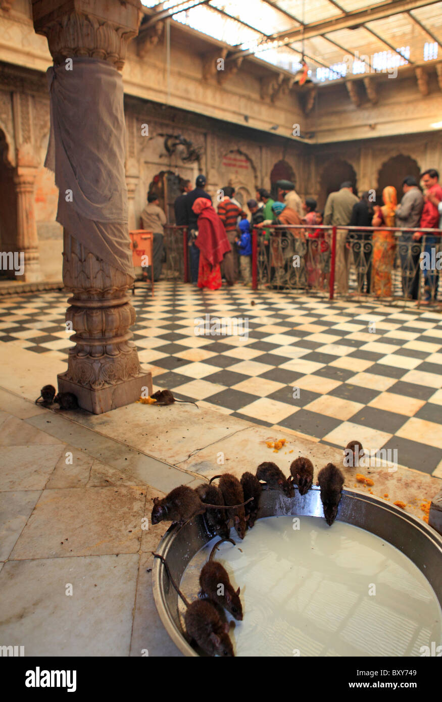 Rats drink milk inside the Karni Mata temple in Deshnoke, Bikaner ...