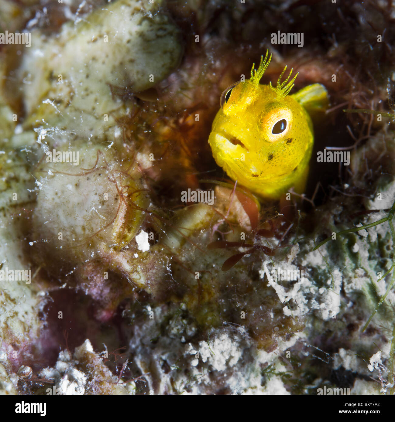 Roughhead hi-res stock photography and images - Alamy