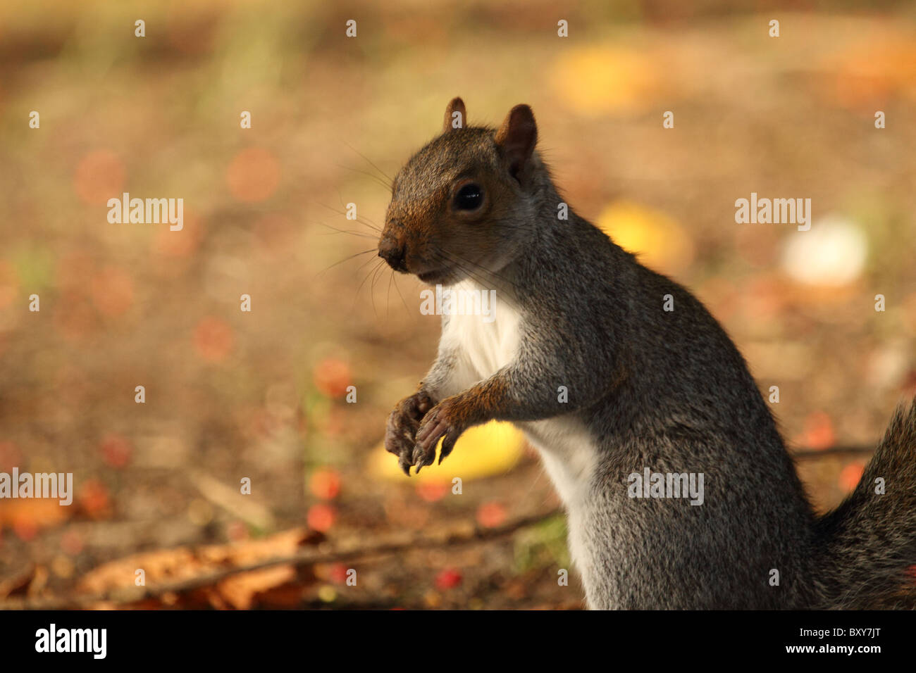 Grey Squirrel standing and looking curiously Stock Photo - Alamy