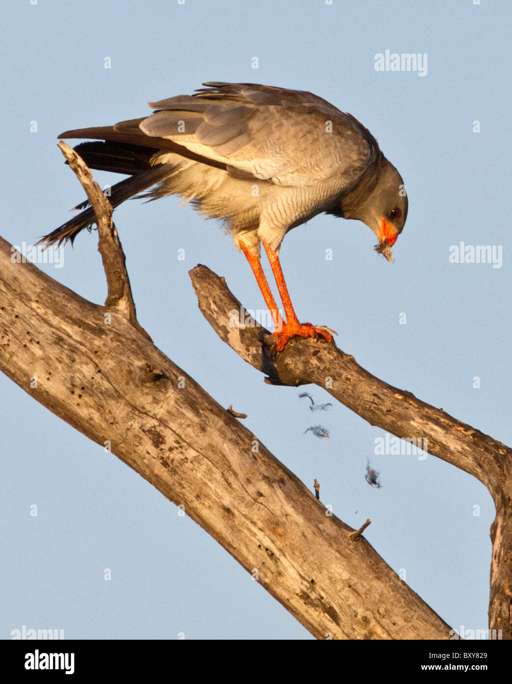 Gabar goshawk hi-res stock photography and images - Alamy