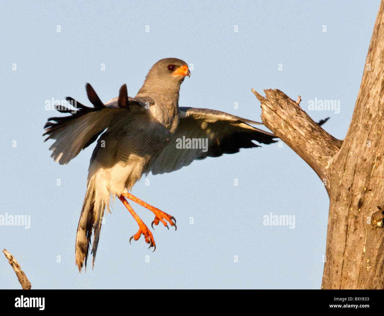 Gabar hi-res stock photography and images - Alamy