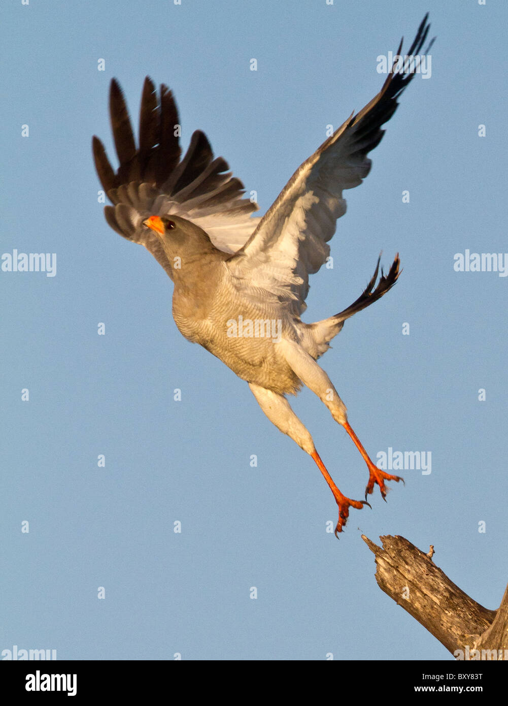Gabar goshawk hi-res stock photography and images - Alamy