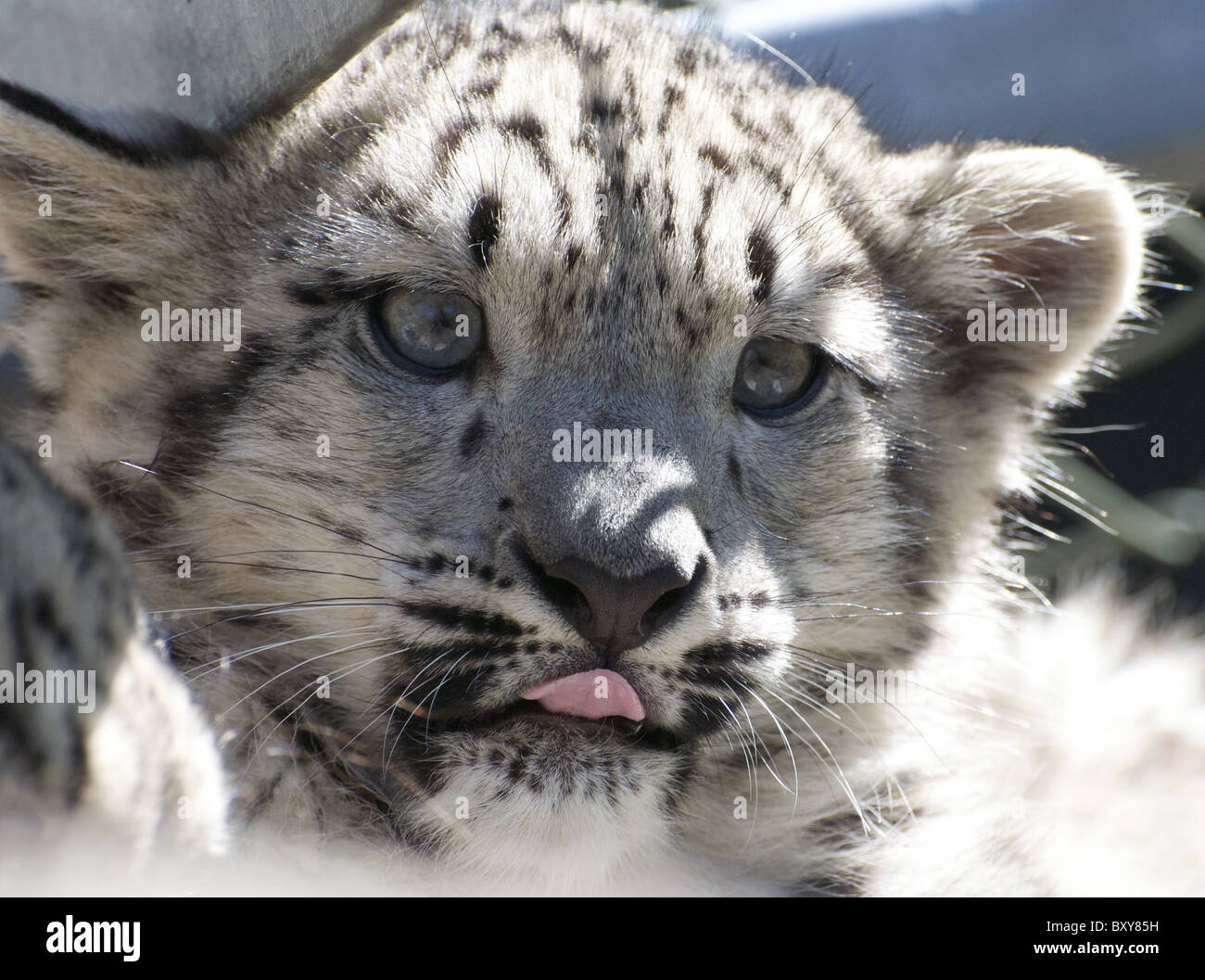 Female snow leopard cub (face shot Stock Photo - Alamy