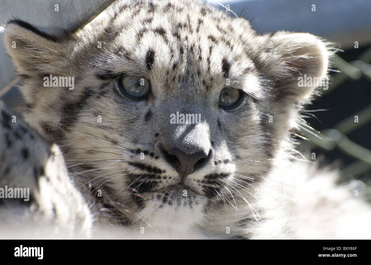 Female snow leopard cub (face shot Stock Photo - Alamy