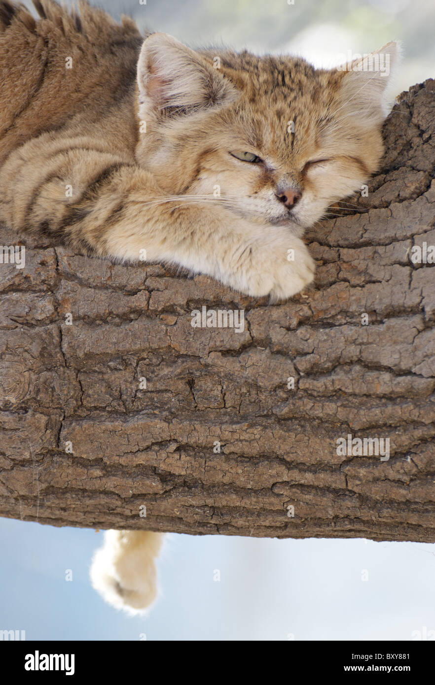 Asleep in a tree hi-res stock photography and images - Alamy