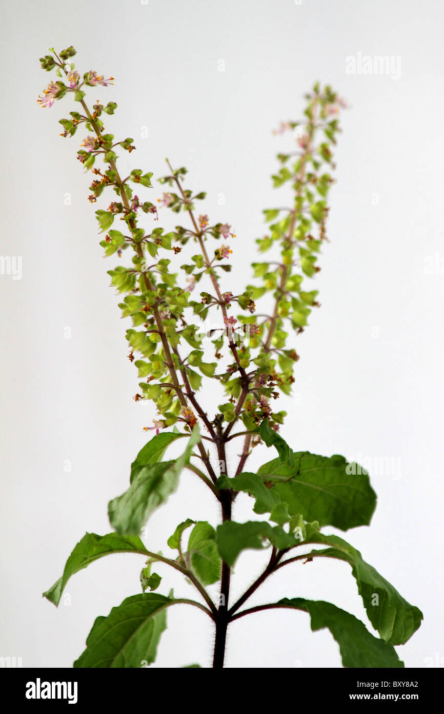 Holy basil sacred plant hi-res stock photography and images - Alamy
