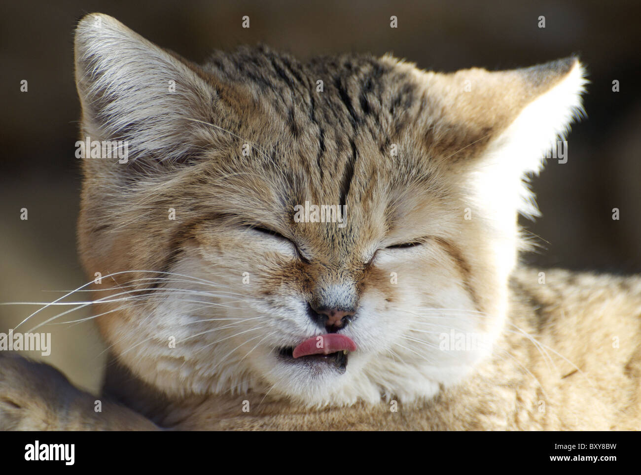 Cat headshot hi-res stock photography and images - Alamy