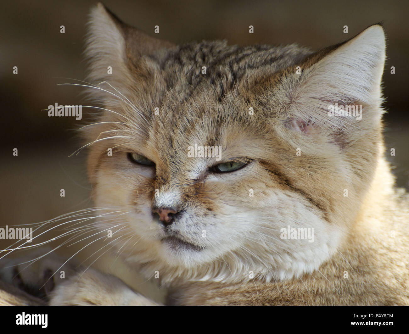 Cat headshot hi-res stock photography and images - Alamy