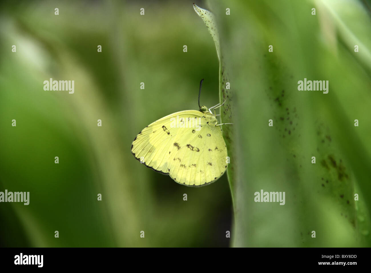 The Common Grass Yellow butterfly Stock Photo - Alamy