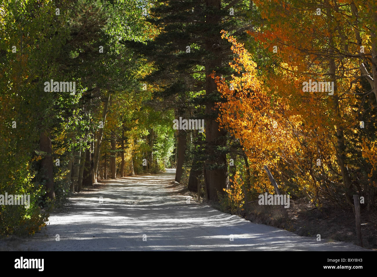Shady alley in the mountain park. A bright sunny day and colorful ...