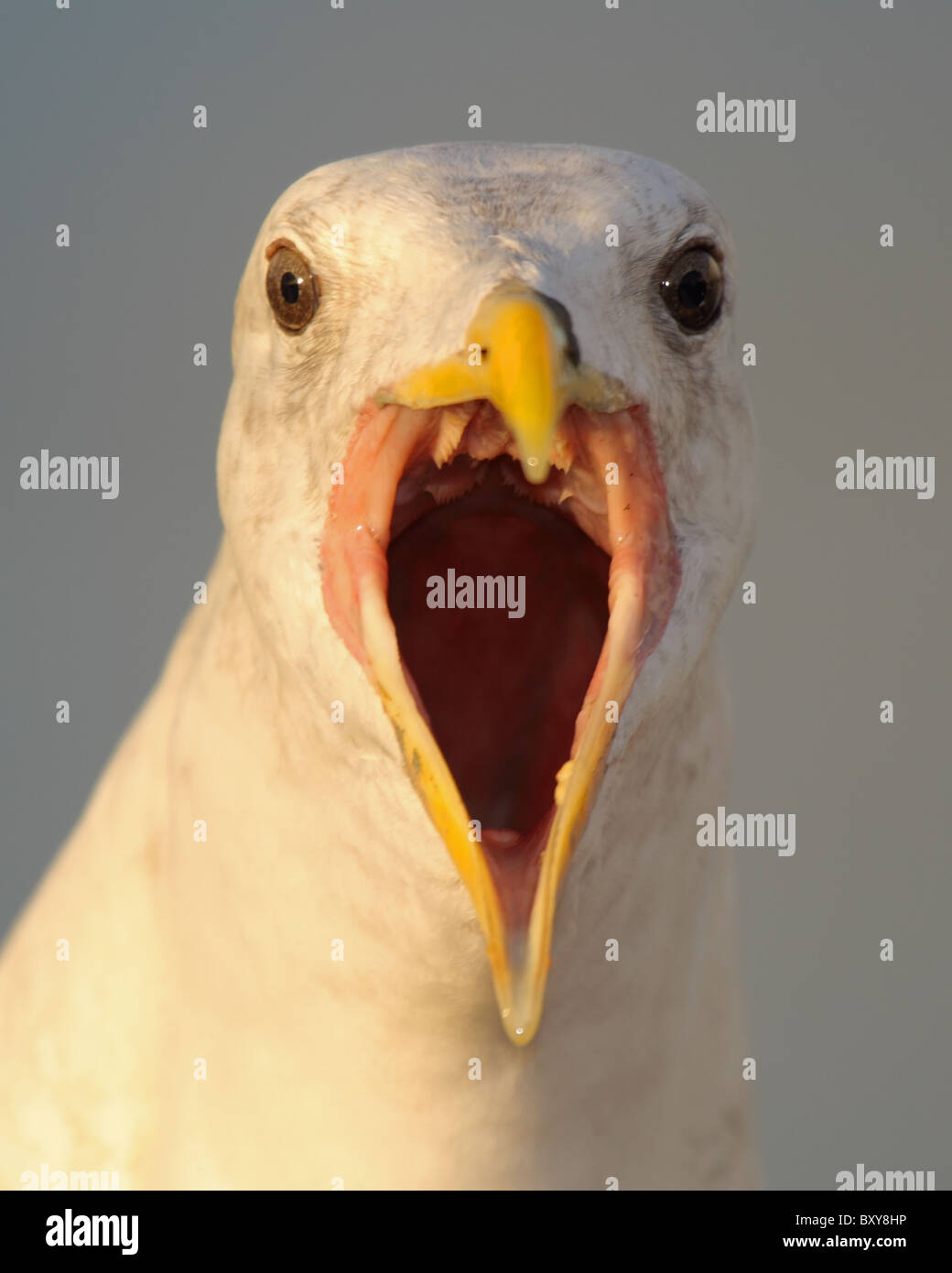 Calling seagull hi-res stock photography and images - Alamy