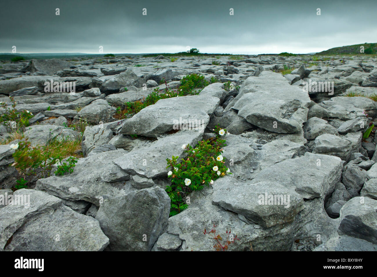Limestone pavement glaciated karst landscape and native flora in The ...