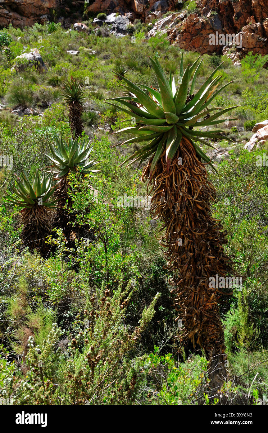 Plants south africa hi-res stock photography and images - Alamy