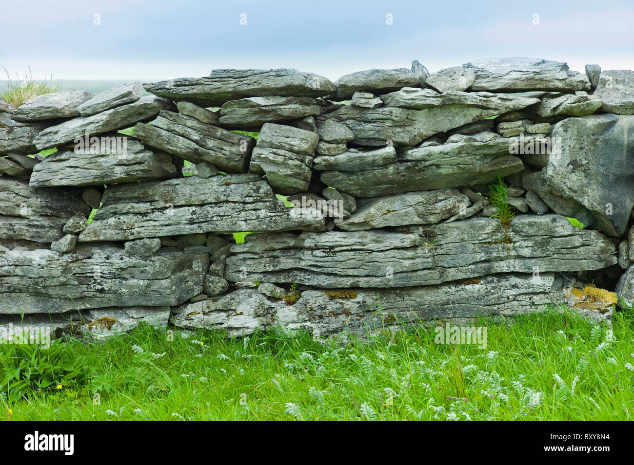 Traditional dry stone wall, stones laid flat, in field in The Burren ...