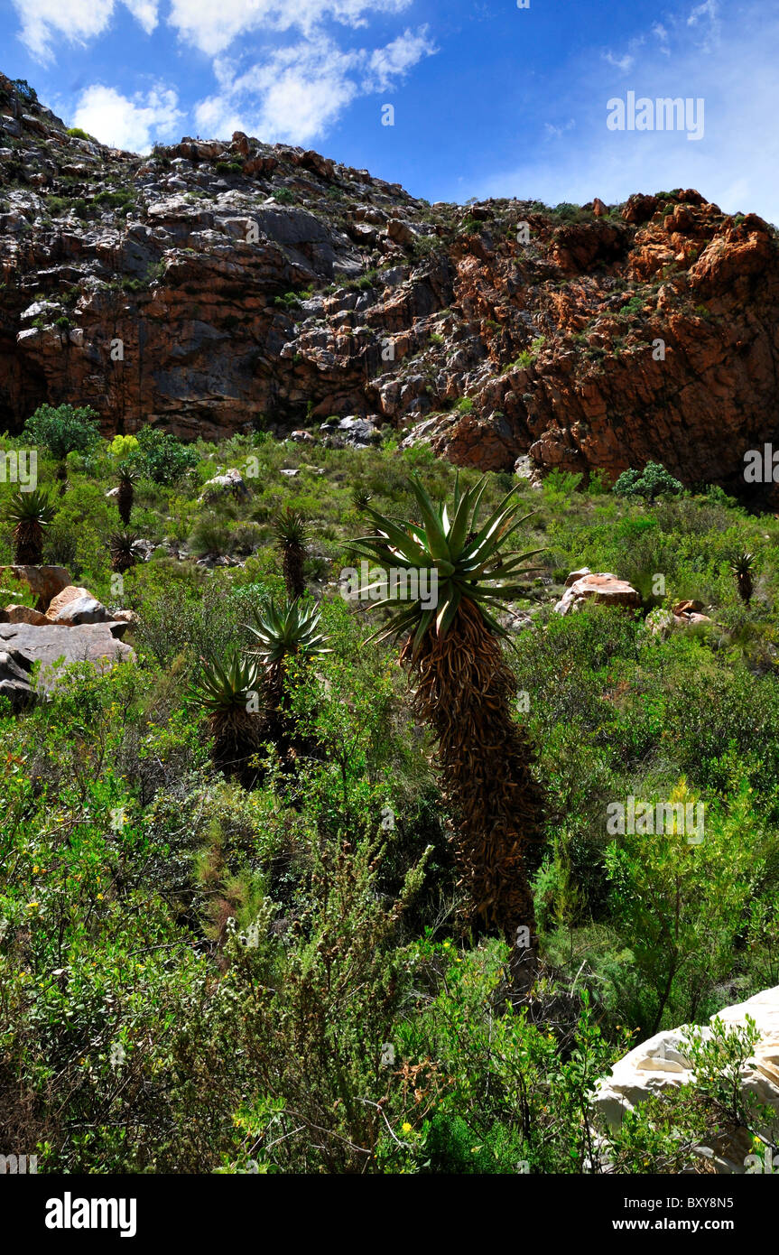 Aloe plants. South Africa Stock Photo - Alamy