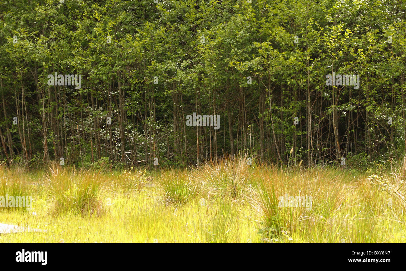 The browse line of Roosevelt Elk on a line of deciduous trees Stock ...