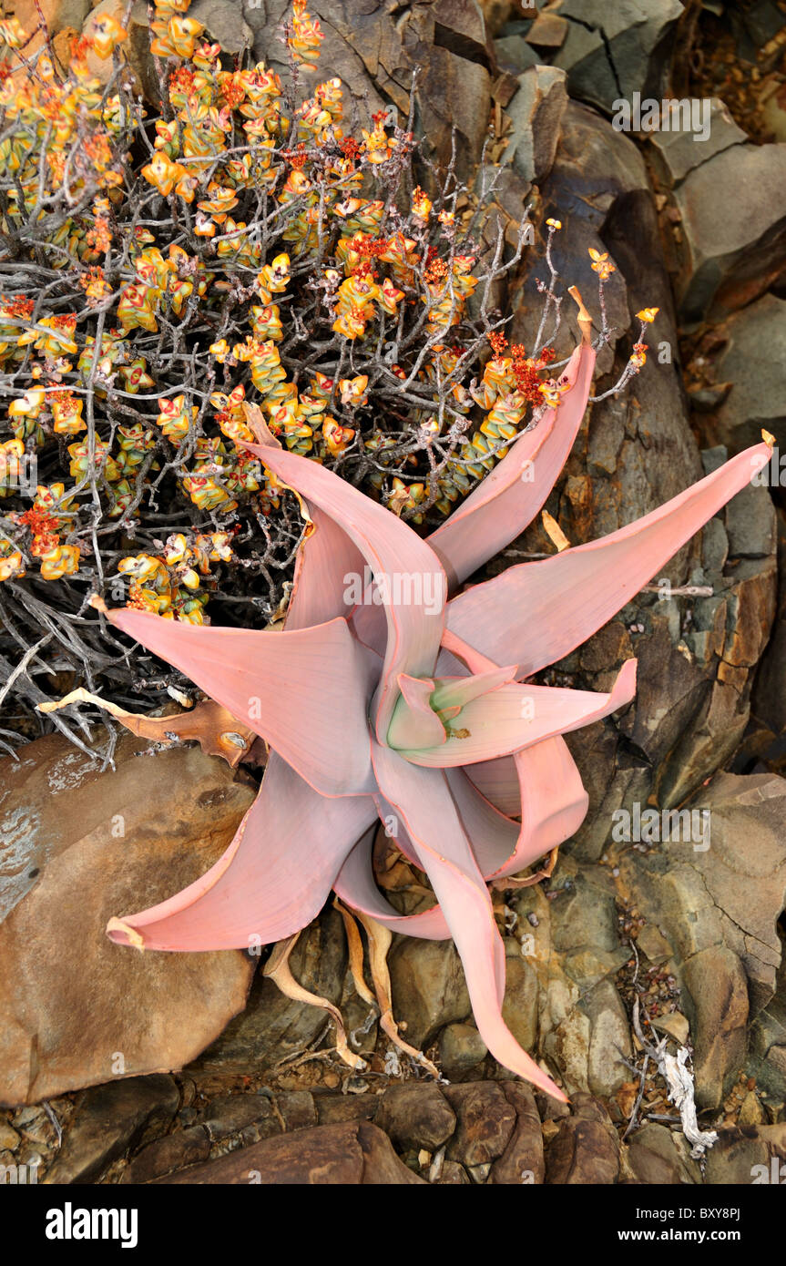 Karoo aloe plants hi-res stock photography and images - Alamy