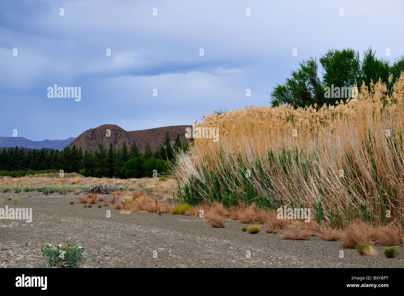 Reed plant hi-res stock photography and images - Alamy