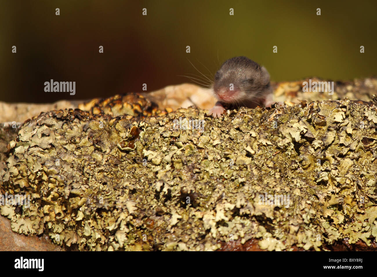 A Deer Mouse baby peeking out over the edge of a lichen-covered rock ...